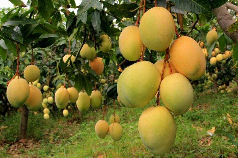 Cold storage for mango to be established at airports and shipping ports