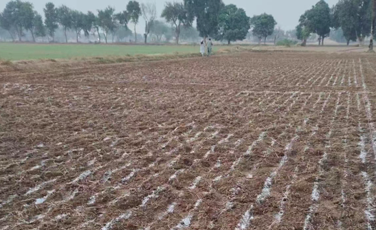 Pakistan’s first wheat-chickpea strip intercropping demonstration starts