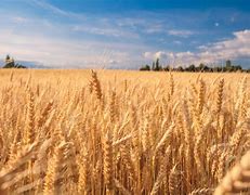 2022 winding up: CPEC Agri Corridor sows seeds of economic growth