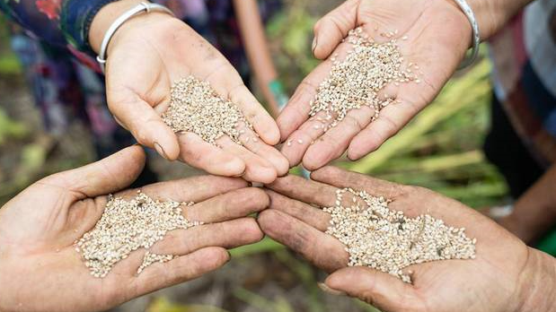 Pakistan's Sesame seeds export to China increases nearly 29% in Q1 2024