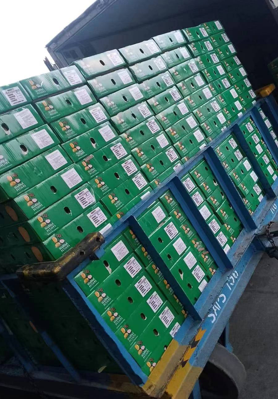 Pakistani mangoes arrive in China, delighting e-commerce shoppers with ...