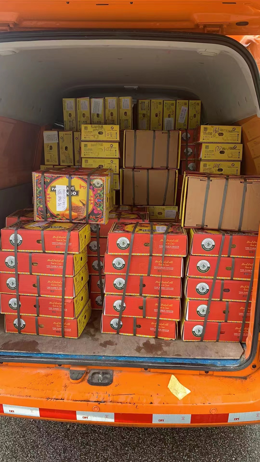 Pakistani mangoes land in China via newly opened air cargo route