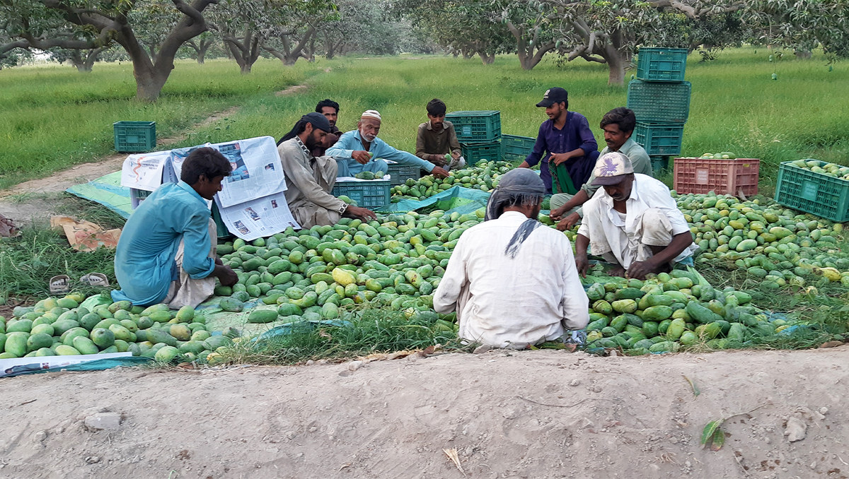 New farming method promises to multiply mango yield